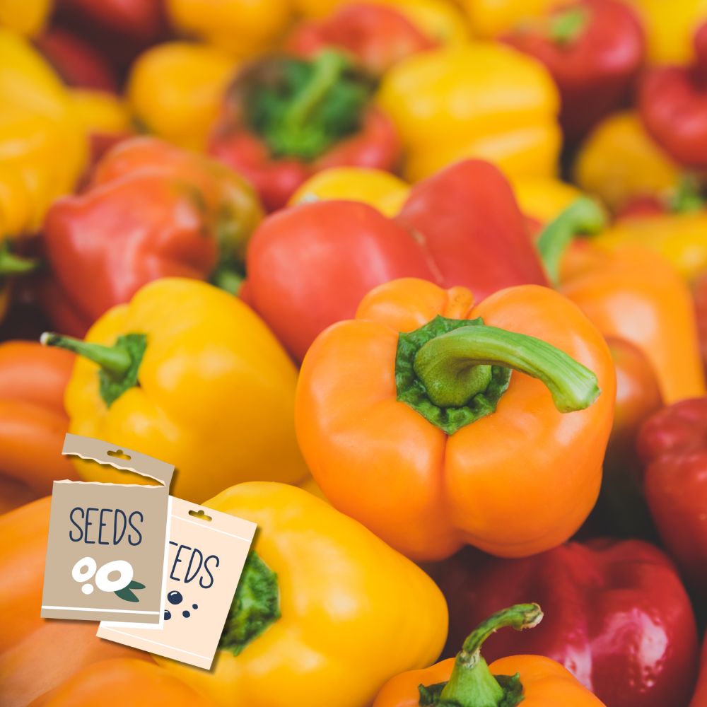 California Wonder Bell Pepper Heirloom – Seeds – Garza Potting Shed